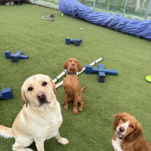 Crowbank Kennels & Cattery | Dog & Cat Boarding in Cumbernauld, Glasgow